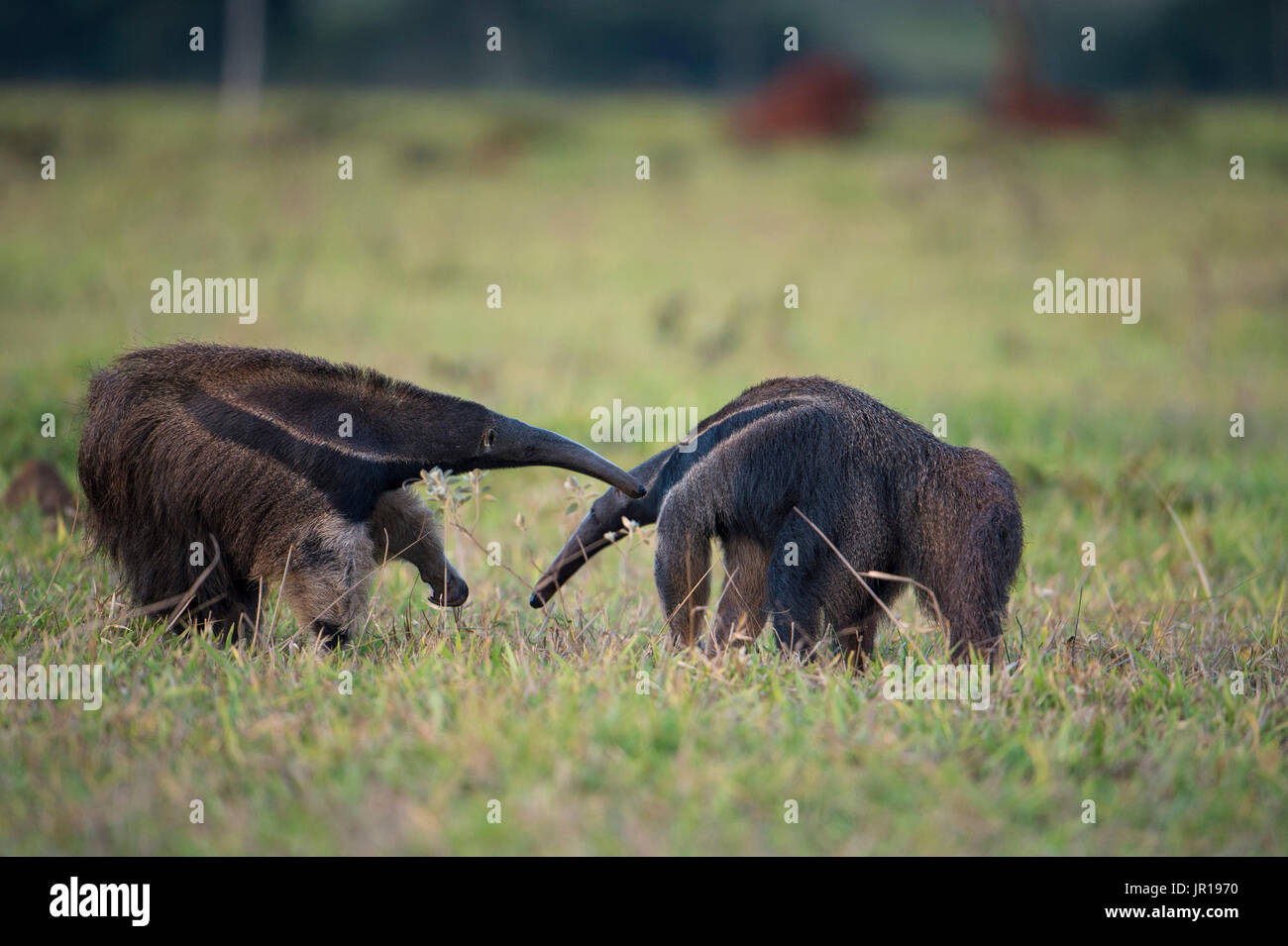 Giant anteater (Myrfmecophaga tridactyla), meeting of two solitary ...