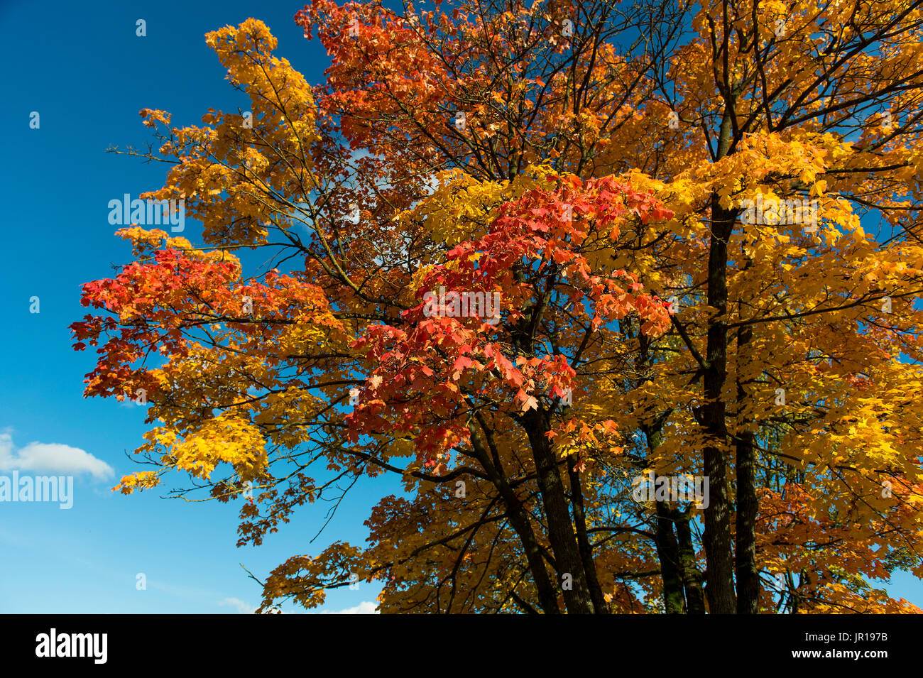 Autumn colours, maple tree (Aceraceae), Bavaria, Germany Stock Photo ...