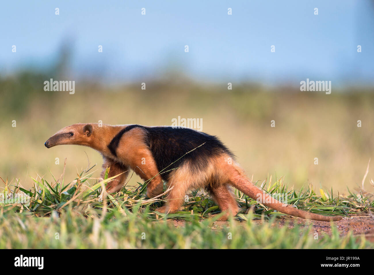 Collared anteater (Tamandua tetradactyla), walking in grassland, Mato ...
