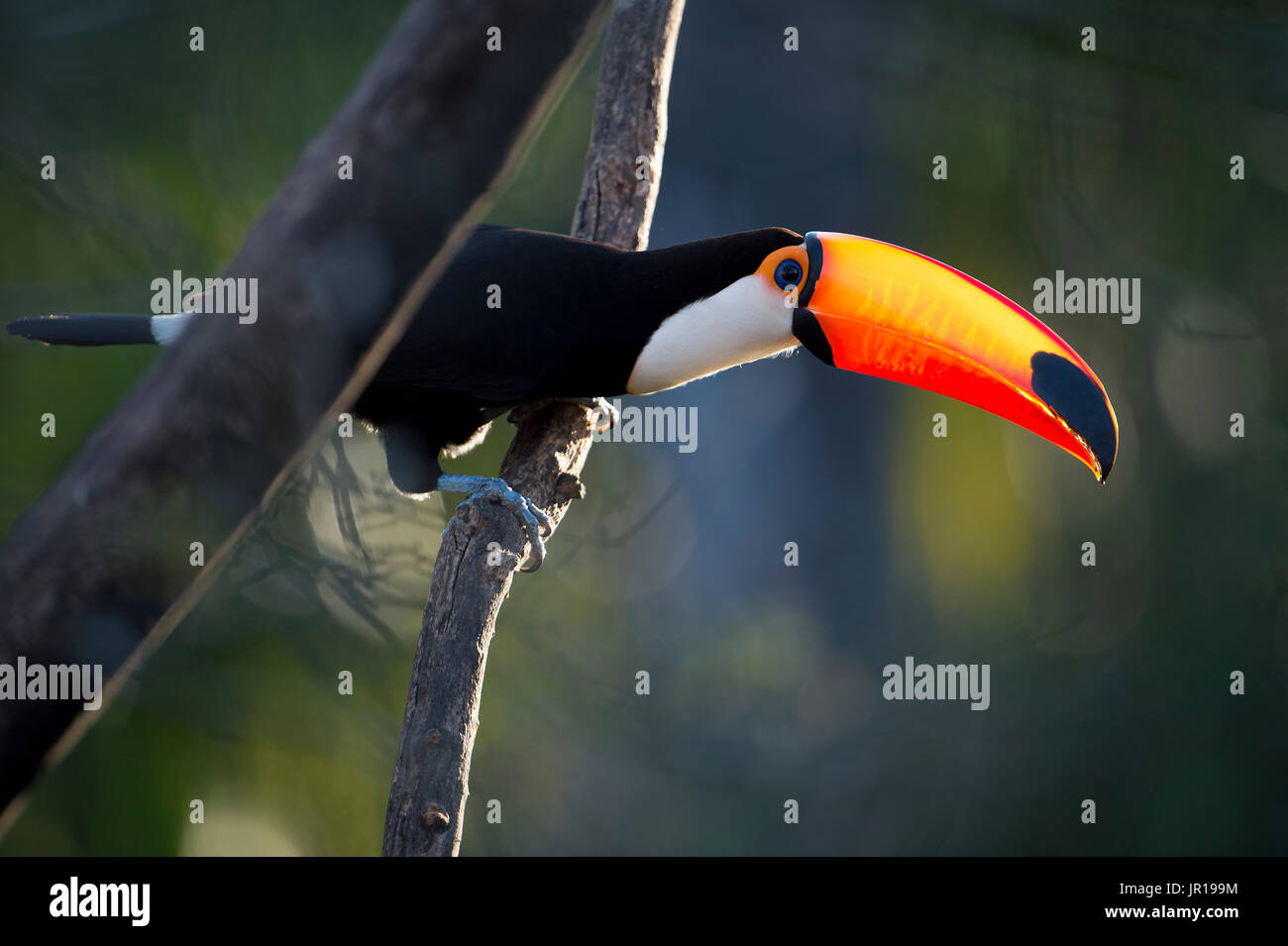 Toco toucan (Ramphastos toco), perching on dead tree, Mato Grosso do ...
