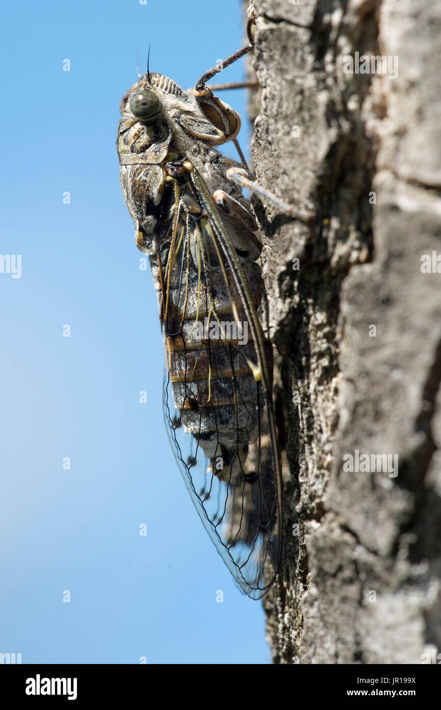 Forest Cicada (Cicadetta montana), camouflage on bark, Provence, France ...