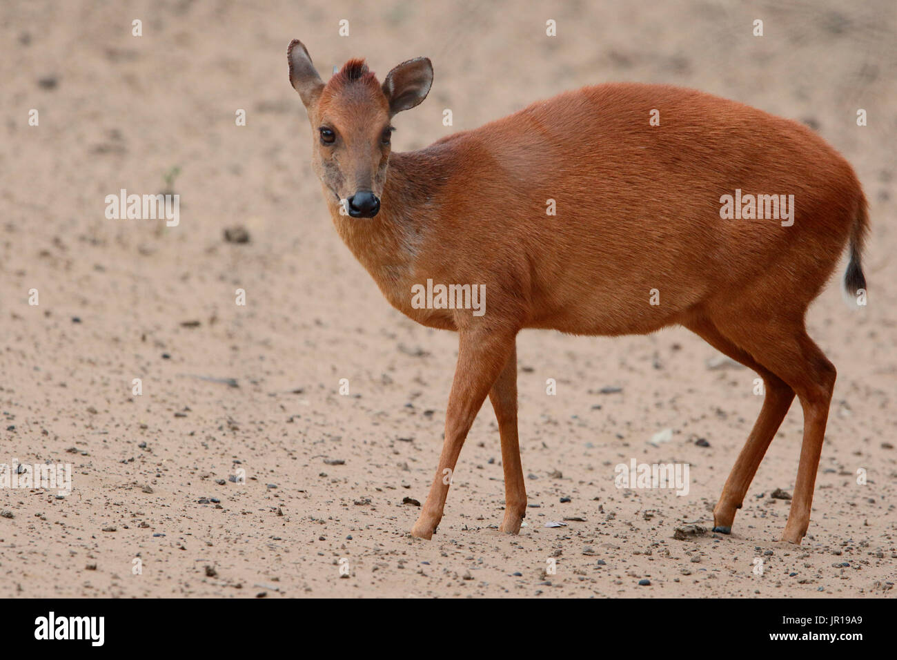 Natal Duiker (Cephalophus natalensis) male in a sandy clearing, Kruger ...
