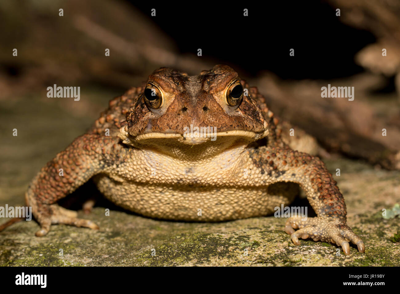 Hungry toad hi-res stock photography and images - Alamy