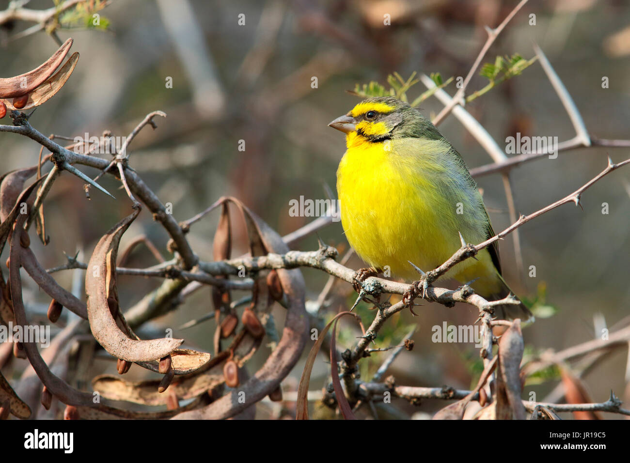 Yellow fronted canary serinus mozambicus hi-res stock photography and ...