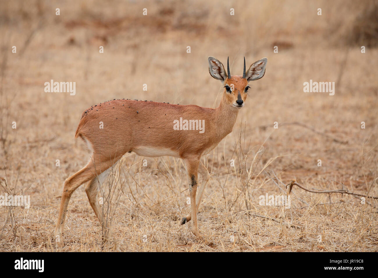 Steenbok (Raphicerus campestris) male in savanna, Kruger, South Africa ...