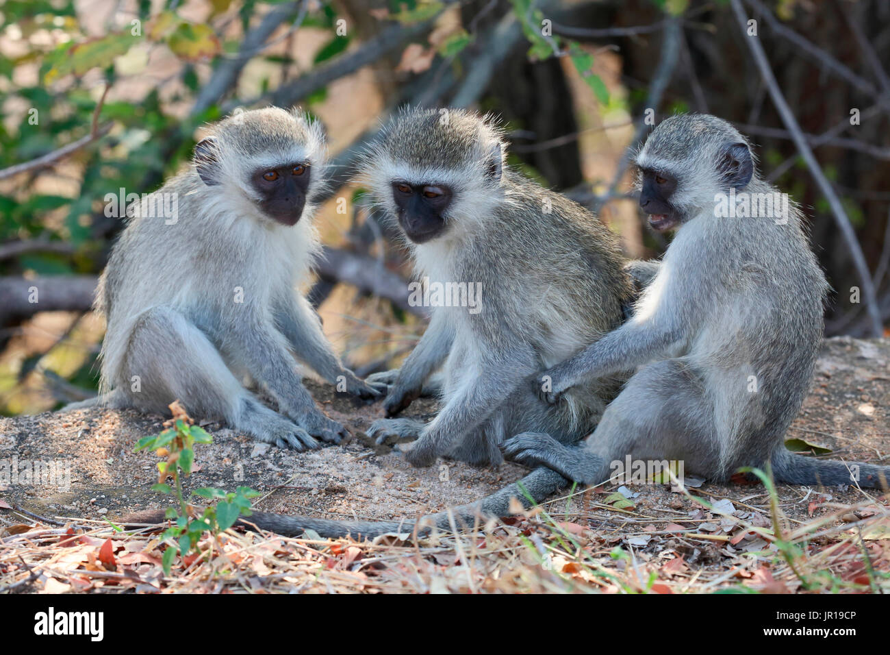 Green Monkey (Chlorocebus aethiops) youngs playing, Kruger, South ...