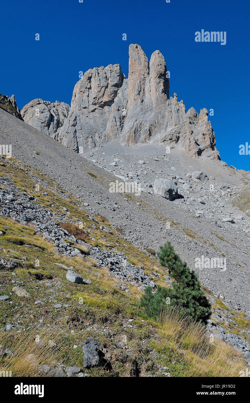 Mountain pine (Pinus uncinata) facing the scree of the southern ...