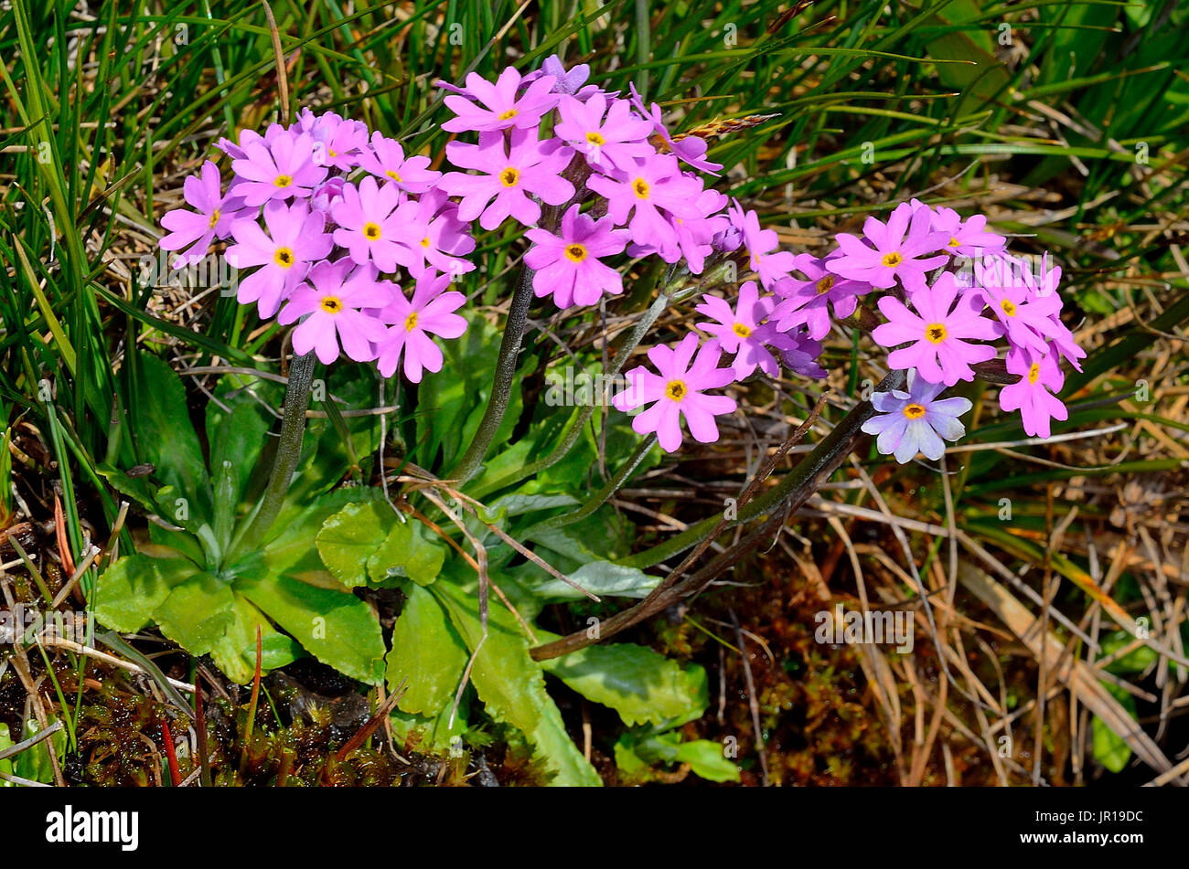 Bird's-eye primrose (Primula farinosa). Habitat: Marshy meadows ...