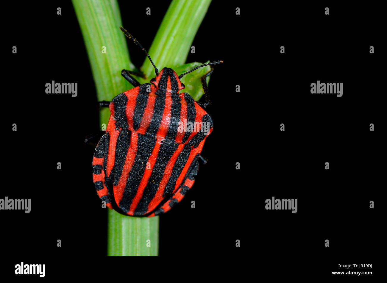 Shield bug (Graphosoma lineatum). Habitat: on the Umbelliferae ...