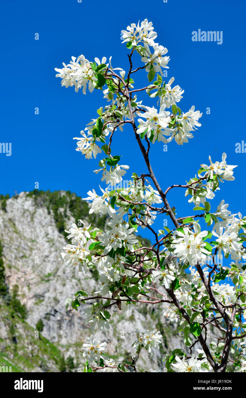 Snowy Mespilus (Amelanchier ovalis). Habitat: rocky escarpment on ...
