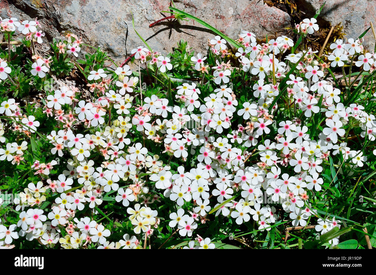 Rock Jasmine (Androsace villosa). Habitat: rocky lawns on limestone ...