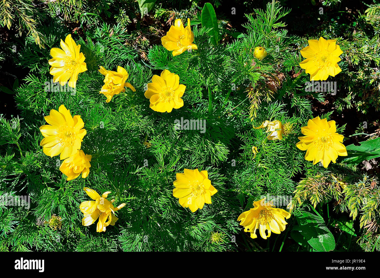 Adonis (Adonis pyrenaica). Habitat: rocks scree. Endemic of the ...
