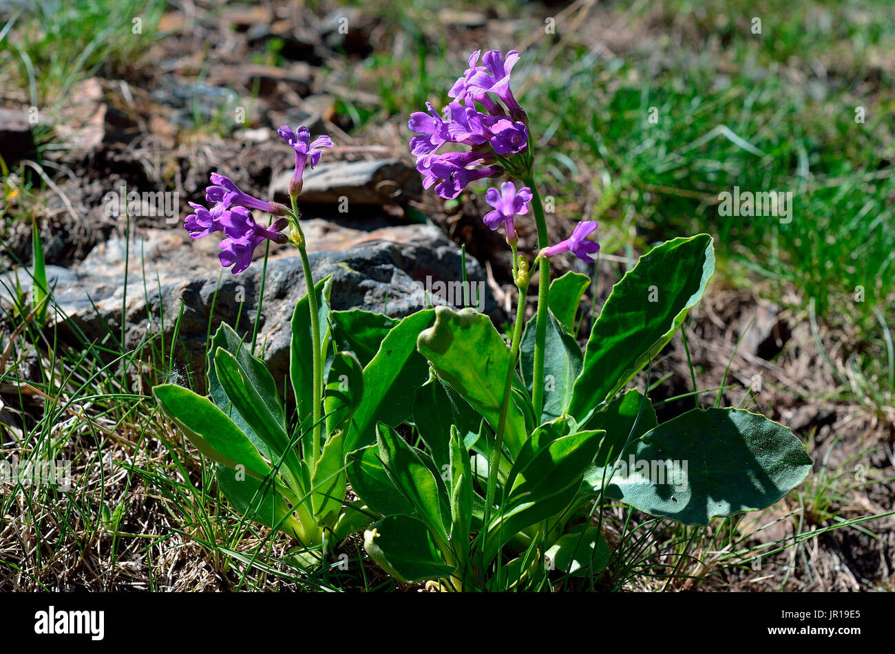 Primrose (Primula latifolia). Habitat: siliceous rocks Central and ...