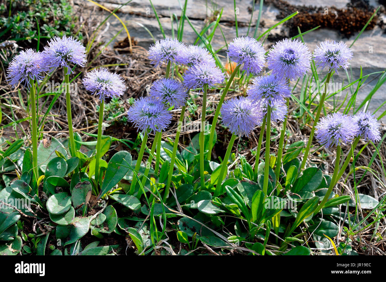 Globe daisy (Globularia nudicaulis). Habitat: dry and rocky lawns ...