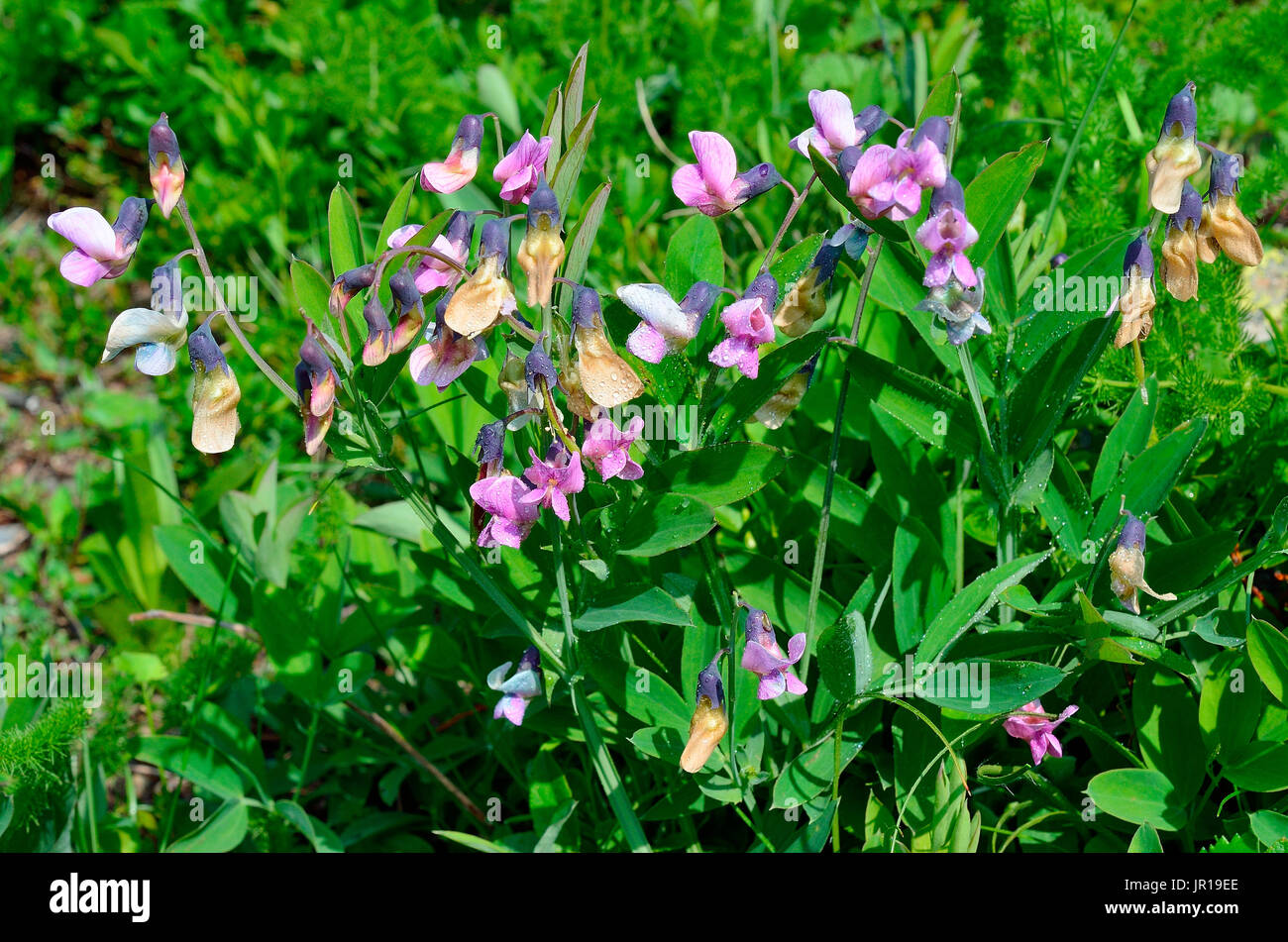 Common bitter vetch (Lathyrus montanus). Habitat: Meadows on siliceous ...
