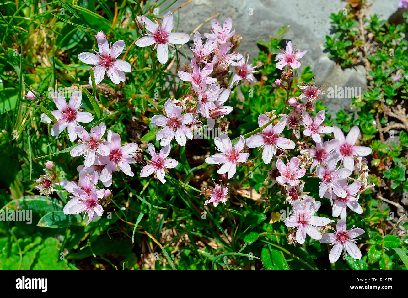 Arenaria purpurascens hi-res stock photography and images - Alamy