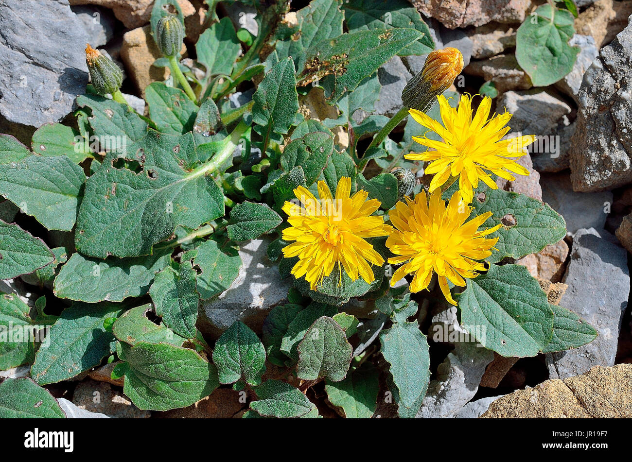Pygmy Hawksbeard (Crepis pygmaea), Habitat: shallow scree of limestone ...