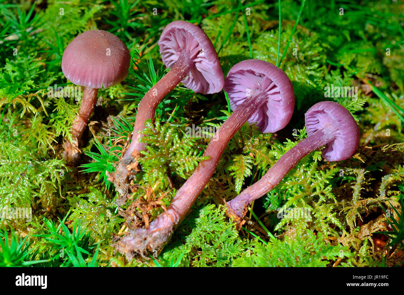 Purple Mousseron (Laccaria amethystina), Habitat: moist forest of ...