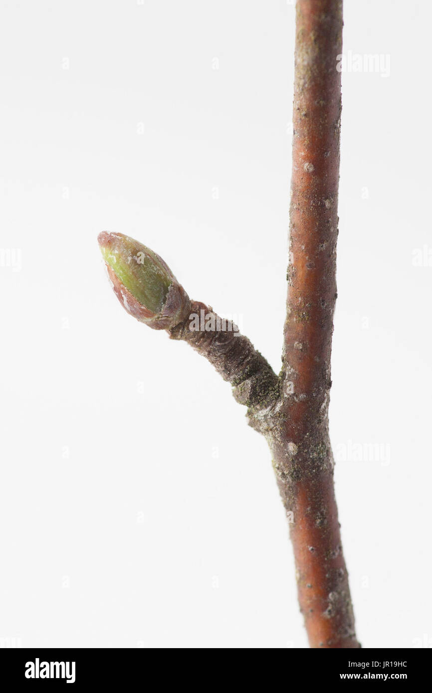 European white birch (Betula verrucosa), winter bud on white background ...
