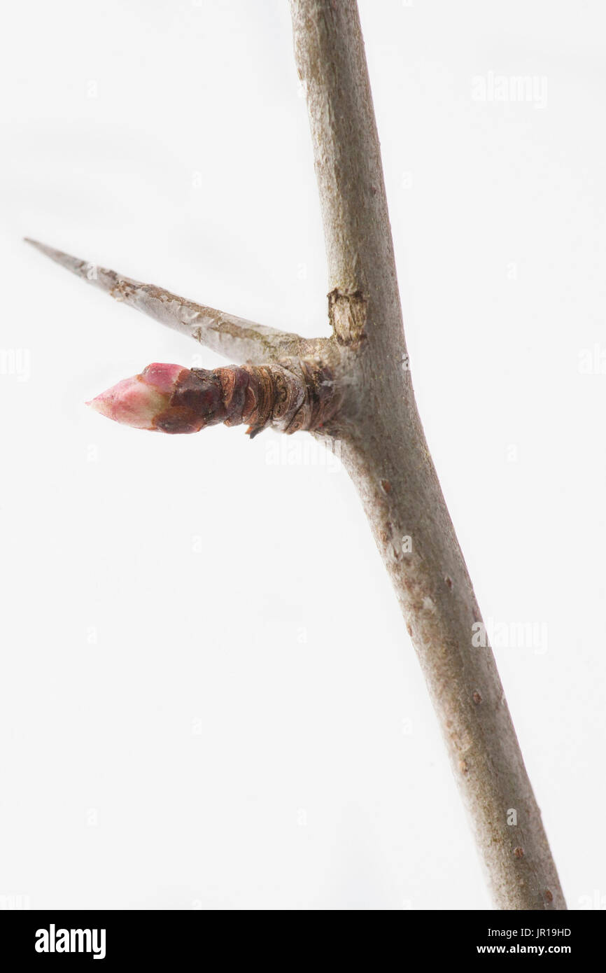 Hawthorn (Crataegus monogyna), winter bud on white background, Doller ...