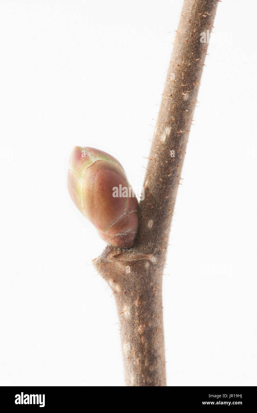 Common filbert (Corylus avellana), winter bud on white background ...