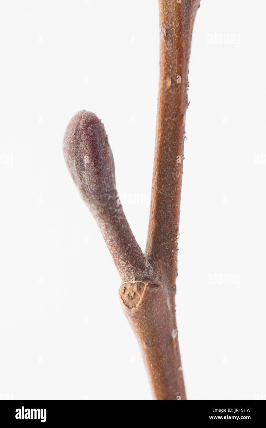 European alder (Alnus glutinosa), winter leaf bud on white background ...