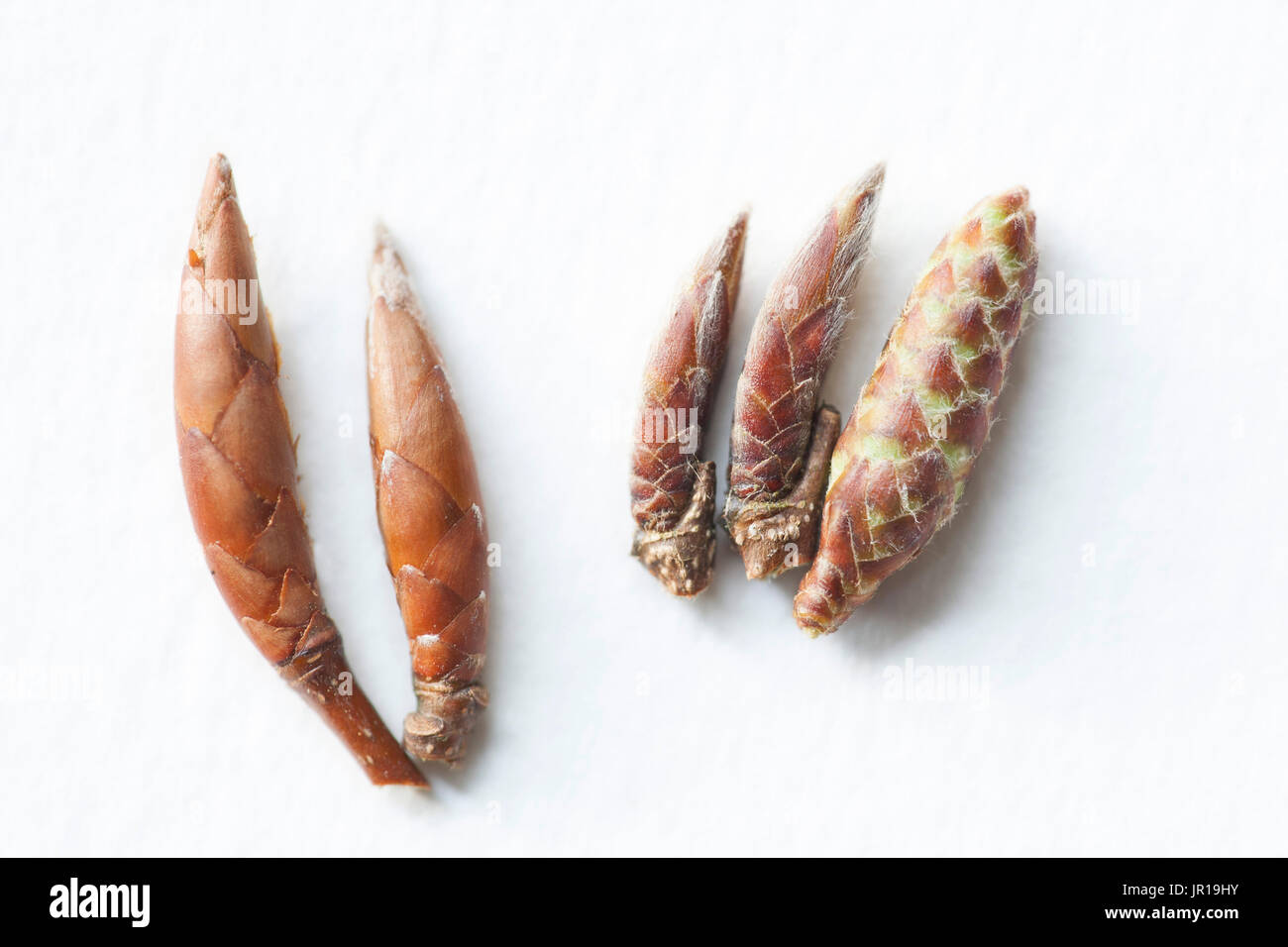 Common beech (Fagus sylvatica) and European hornbeam (Carpinus betulus ...