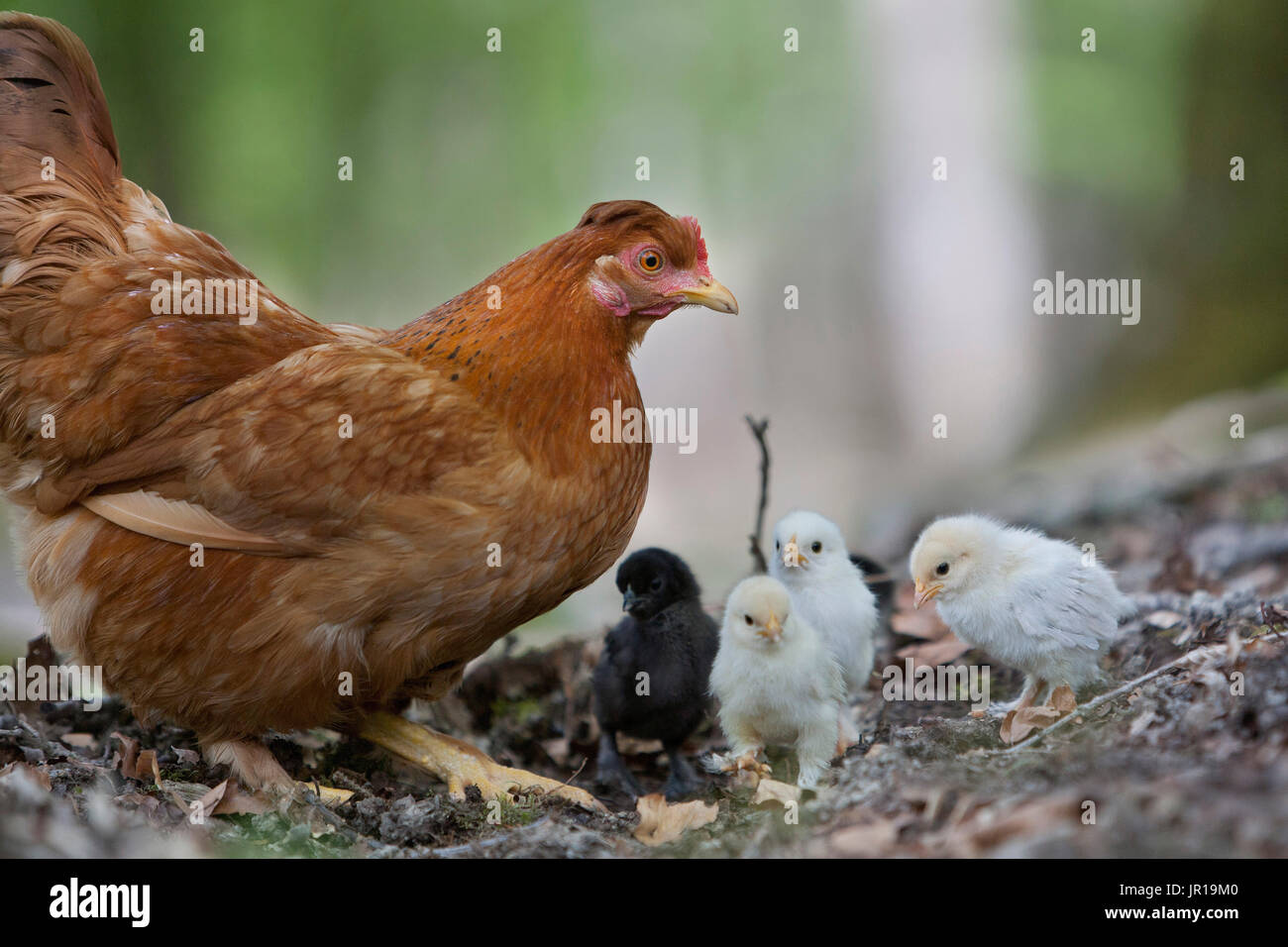 Red hen and chicks in a forest, Grand Est, France Stock Photo - Alamy