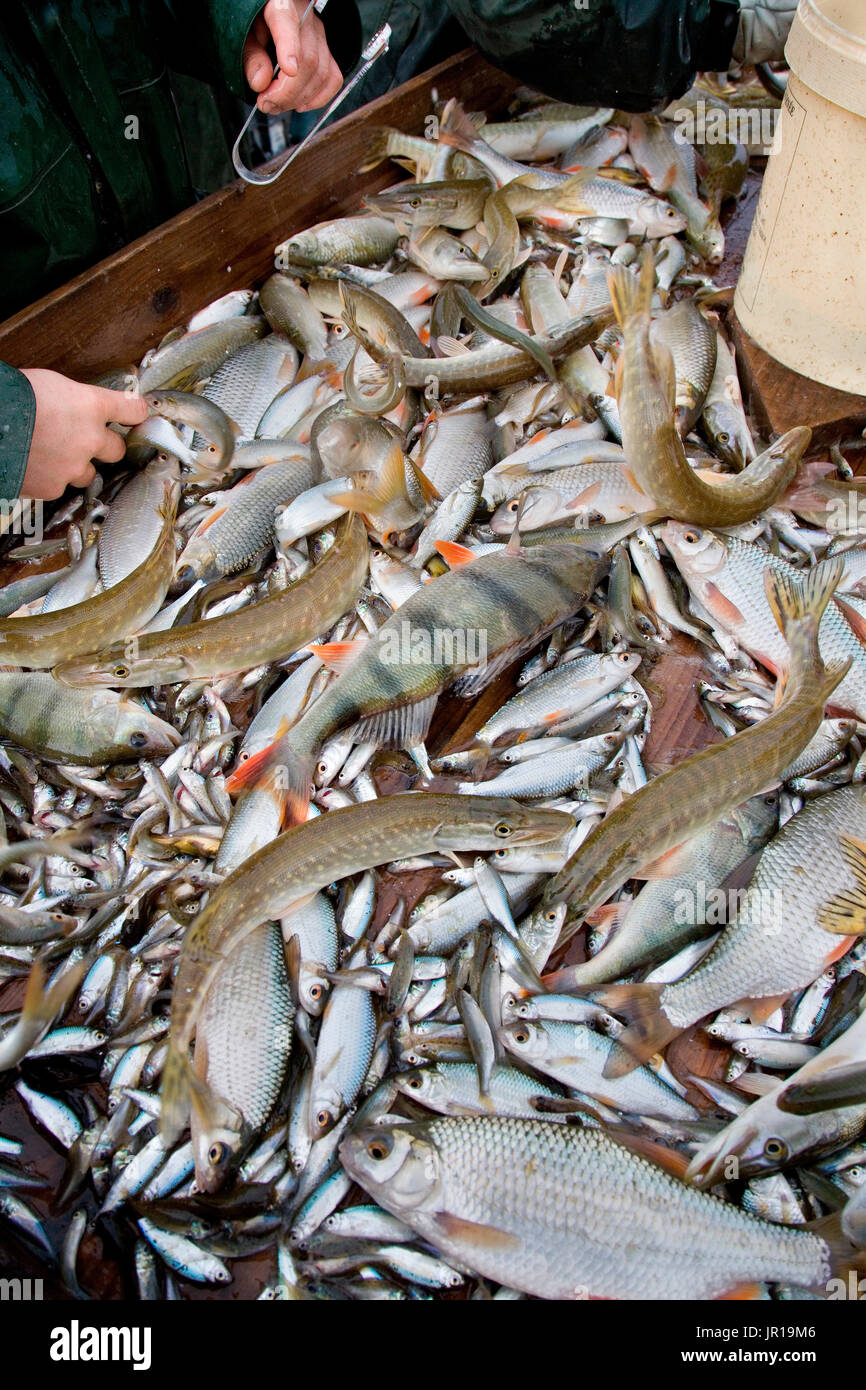 Fishes deposited on a sorting table, draining pond fishing, Malsaucy ...
