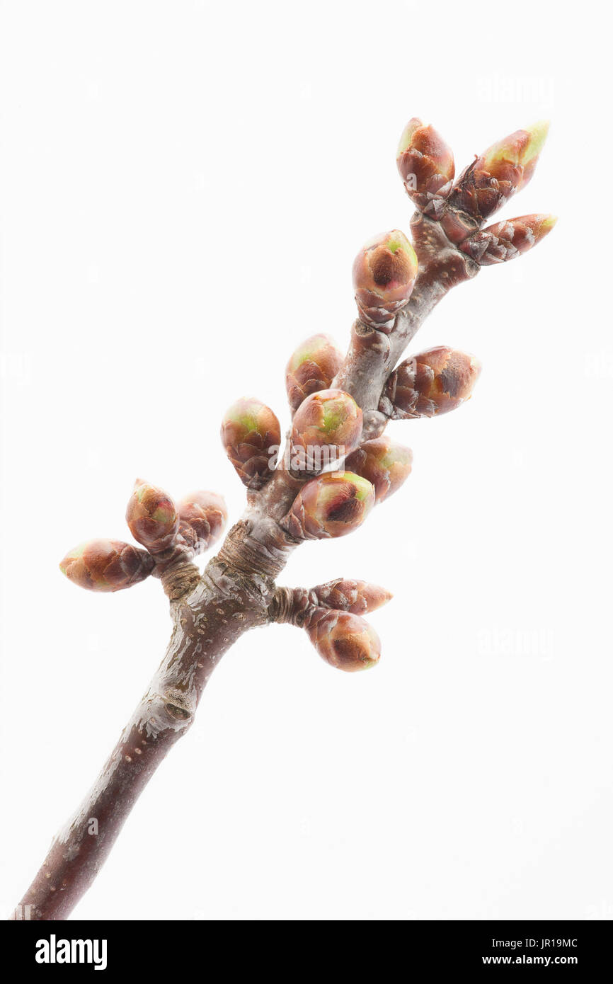 Wild cherry (Prunus avium), winter buds on white background, Doller ...
