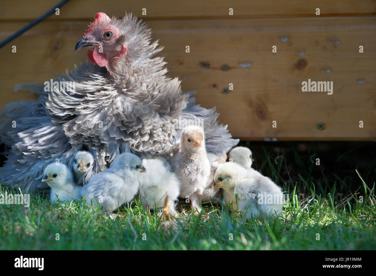 Bantam chicken and chicks, Vosges, France Stock Photo - Alamy
