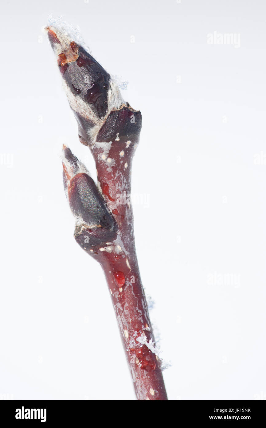 European mountain ash (Sorbus aucuparia), winter buds on white ...