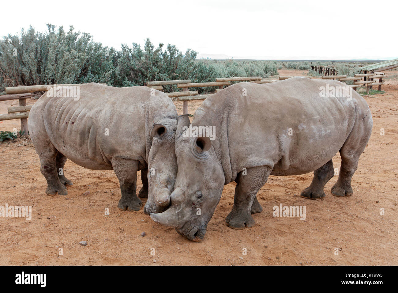 Sick Animals Stock Photos & Sick Animals Stock Images - Alamy