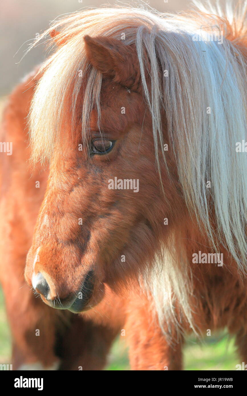 Pottok or pottock, a Basque pony breed in the Pyrenees. (Paleolithic ...