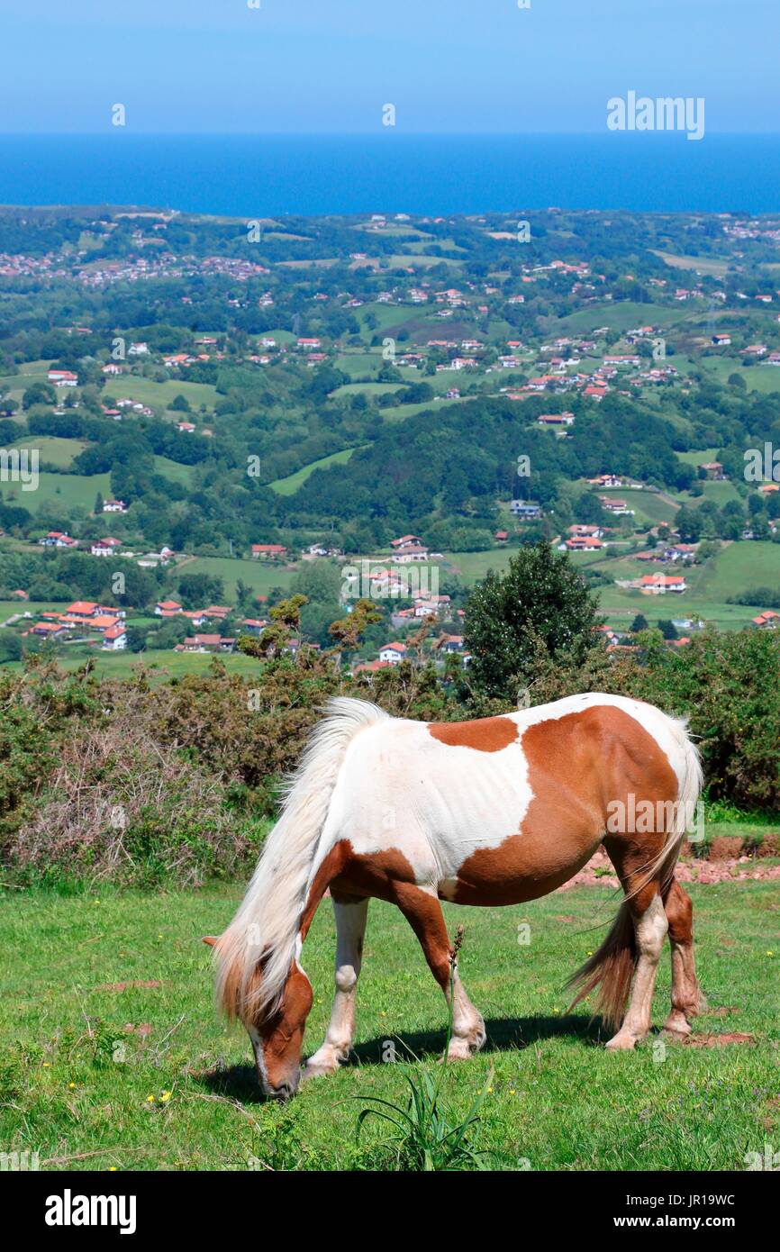 Pottok or pottock, a Basque pony breed in the Pyrenees. (Paleolithic ...
