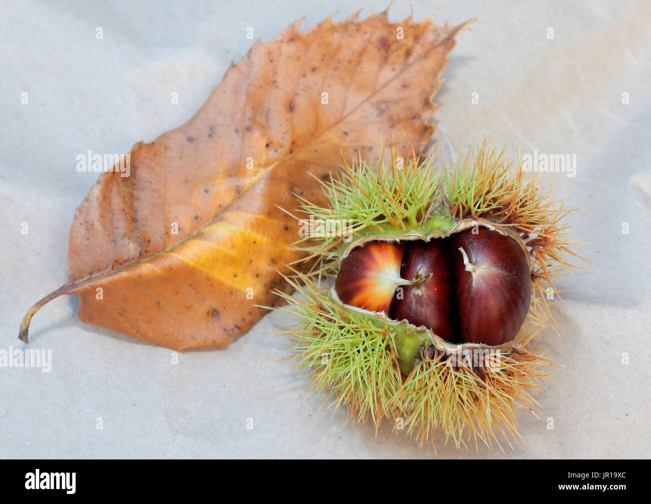 Spiny husk hi-res stock photography and images - Alamy