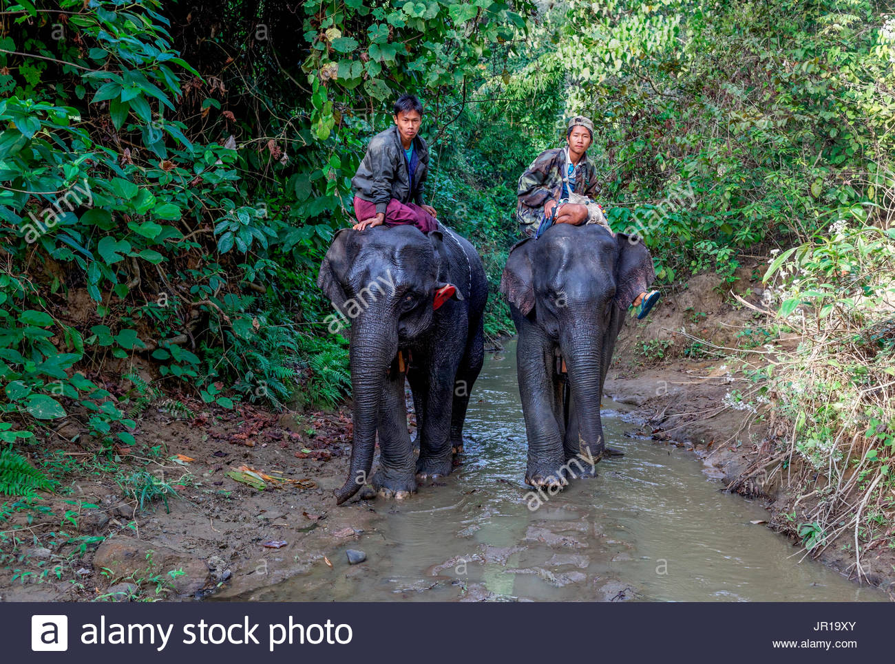 White Elephant Myanmar Stock Photos & White Elephant Myanmar Stock ...