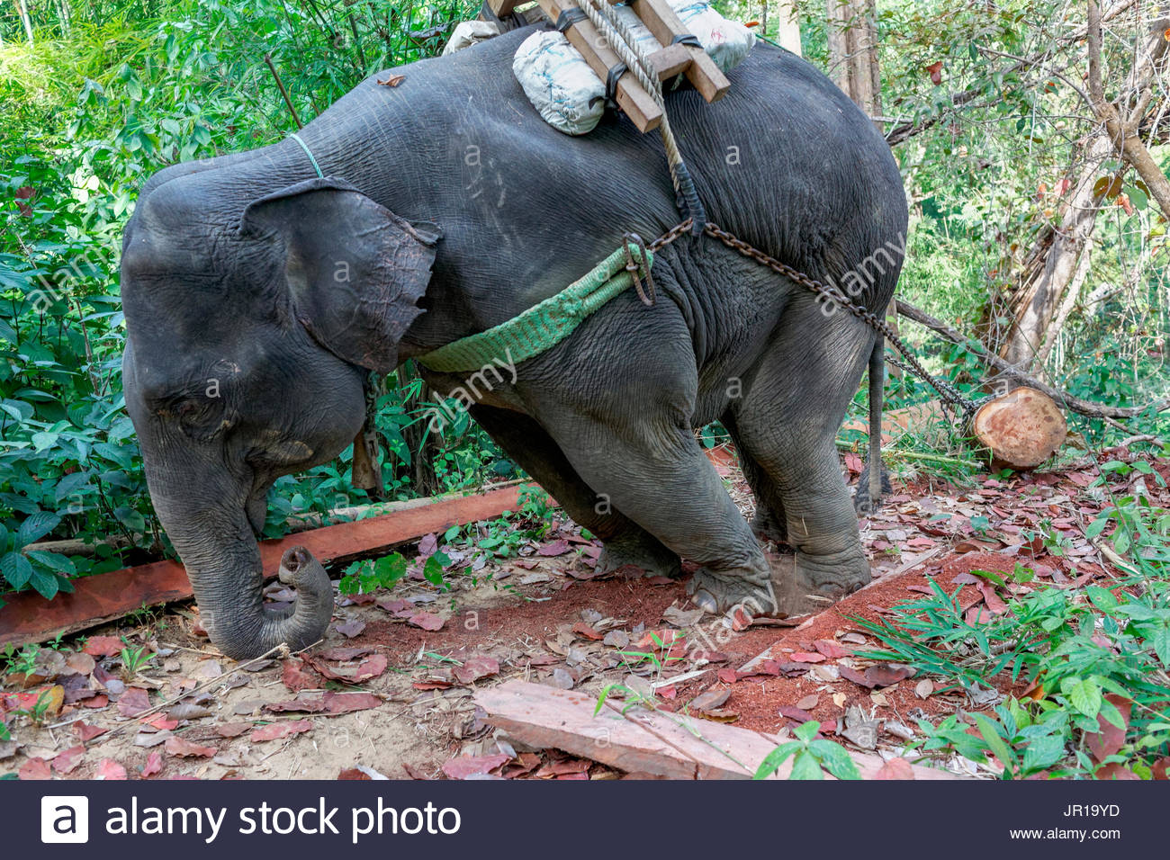Burma Forest Elephants Stock Photos & Burma Forest Elephants Stock ...