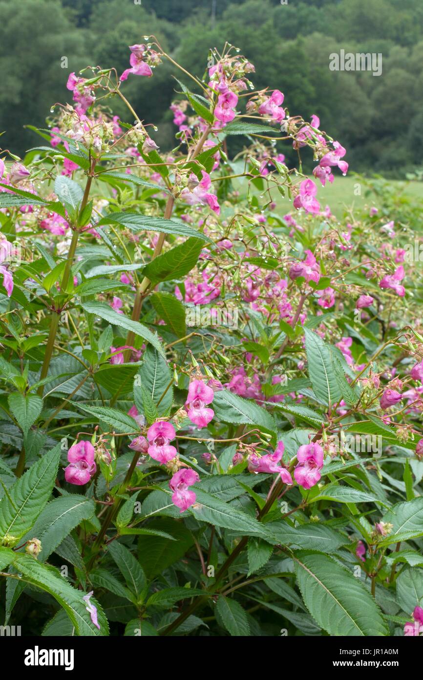 Purple jewelweed impatiens glandulifera hi-res stock photography and ...