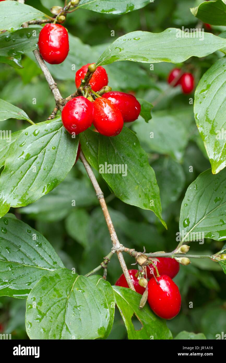 Edible fruit of a plant hi-res stock photography and images - Alamy