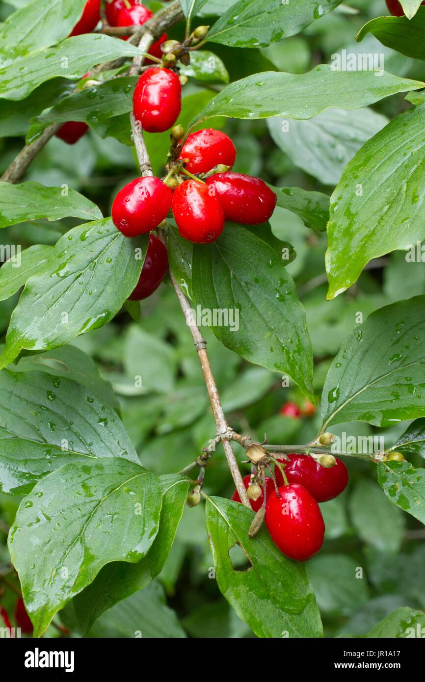 Cornus mascula hi-res stock photography and images - Alamy