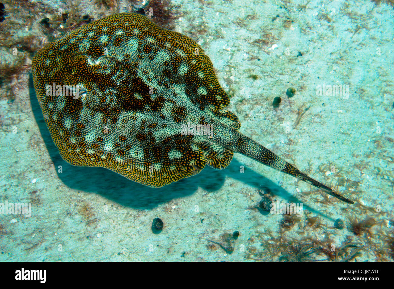 Yellow Stingray