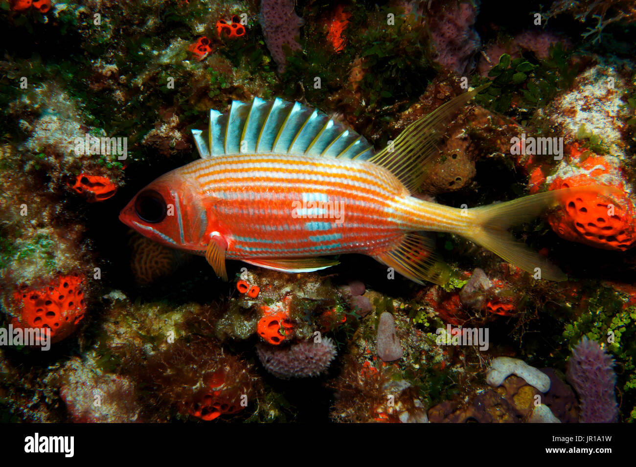 Longspine Squirrelfish (Holocentrus rufus), Playa del Carmen, Yucatan ...