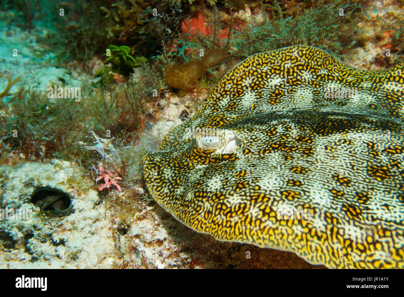 Yellow stingray (Urolophus jamaicensis), Cozumel, Caribbean Sea ...
