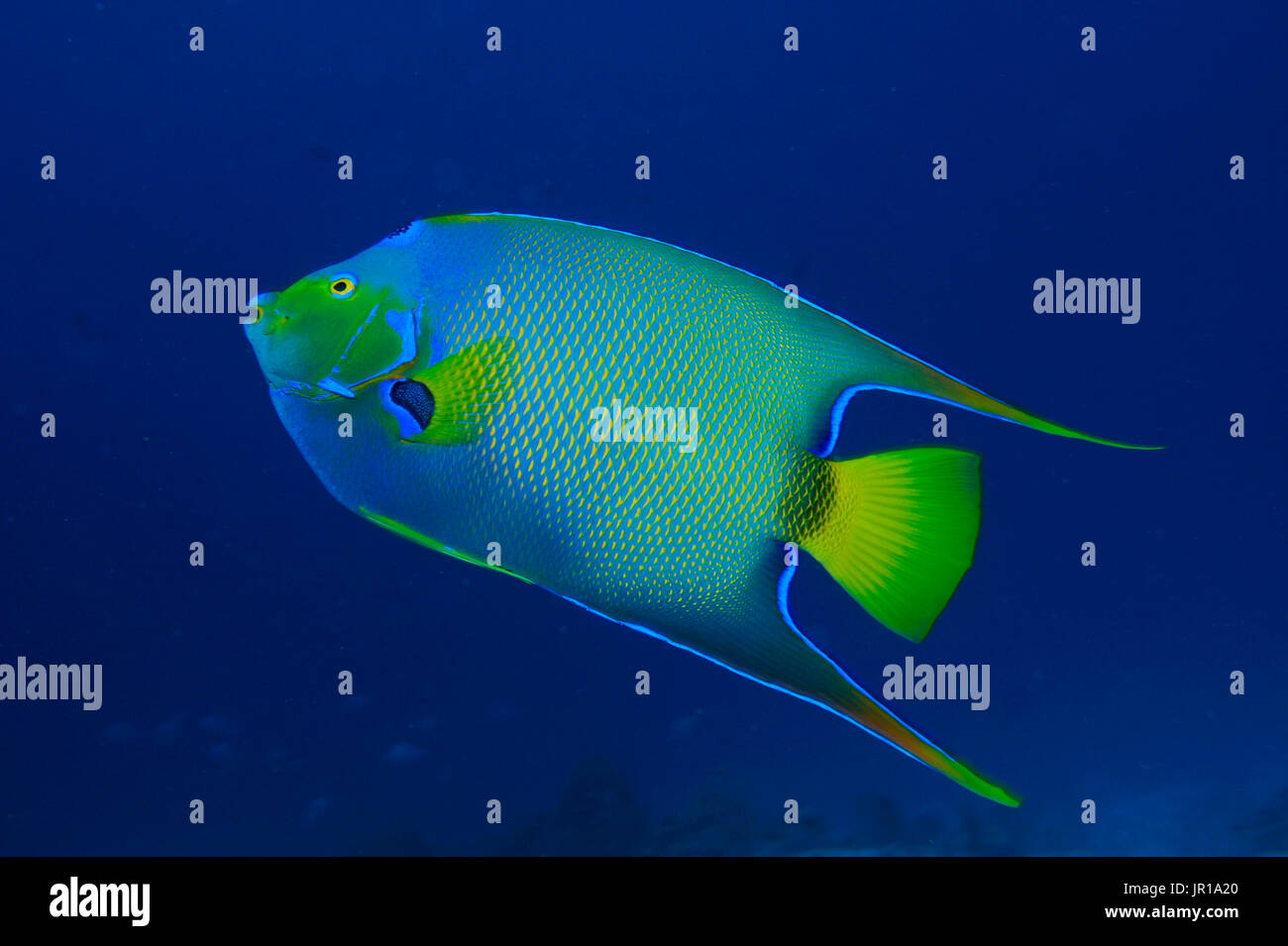 Queen angelfish (Holacanthus ciliaris), Cozumel, Caribbean Sea, Yucatan ...