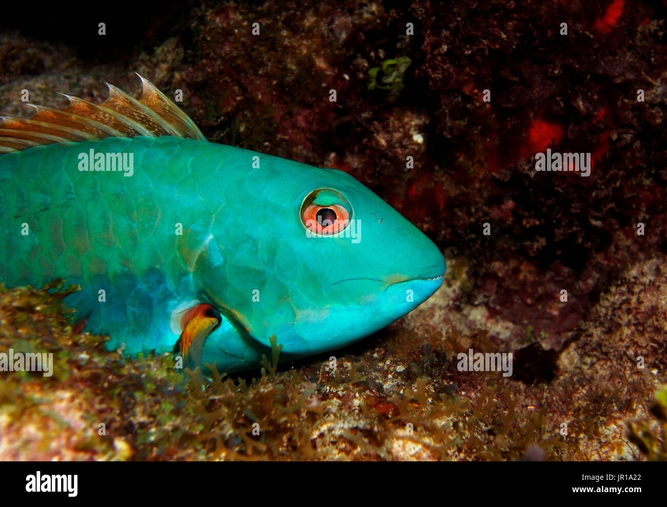 Yellowtail parrotfish (Sparisoma rubripinne) mlae, Playa del Carmen ...