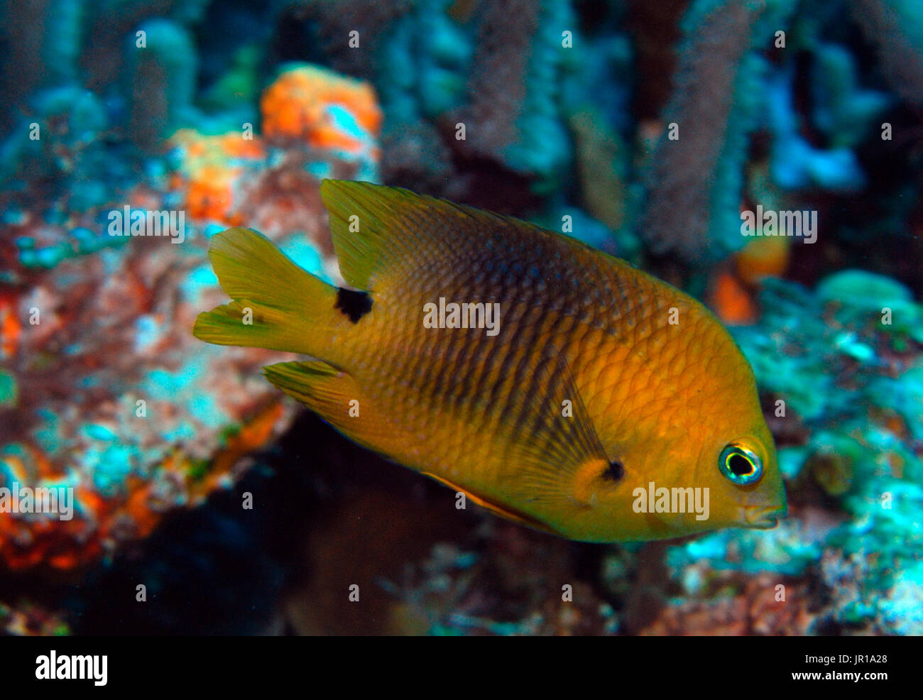 Cocoa damselfish (Stegastes variabilis), Cozumel, Caribbean Sea ...