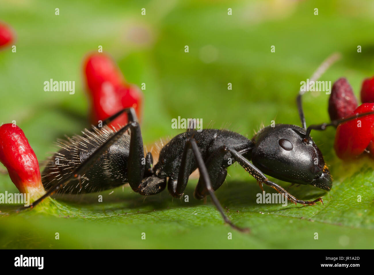 Ant (Camponotus sp) on a leaf covered with red lime gall, France Stock ...
