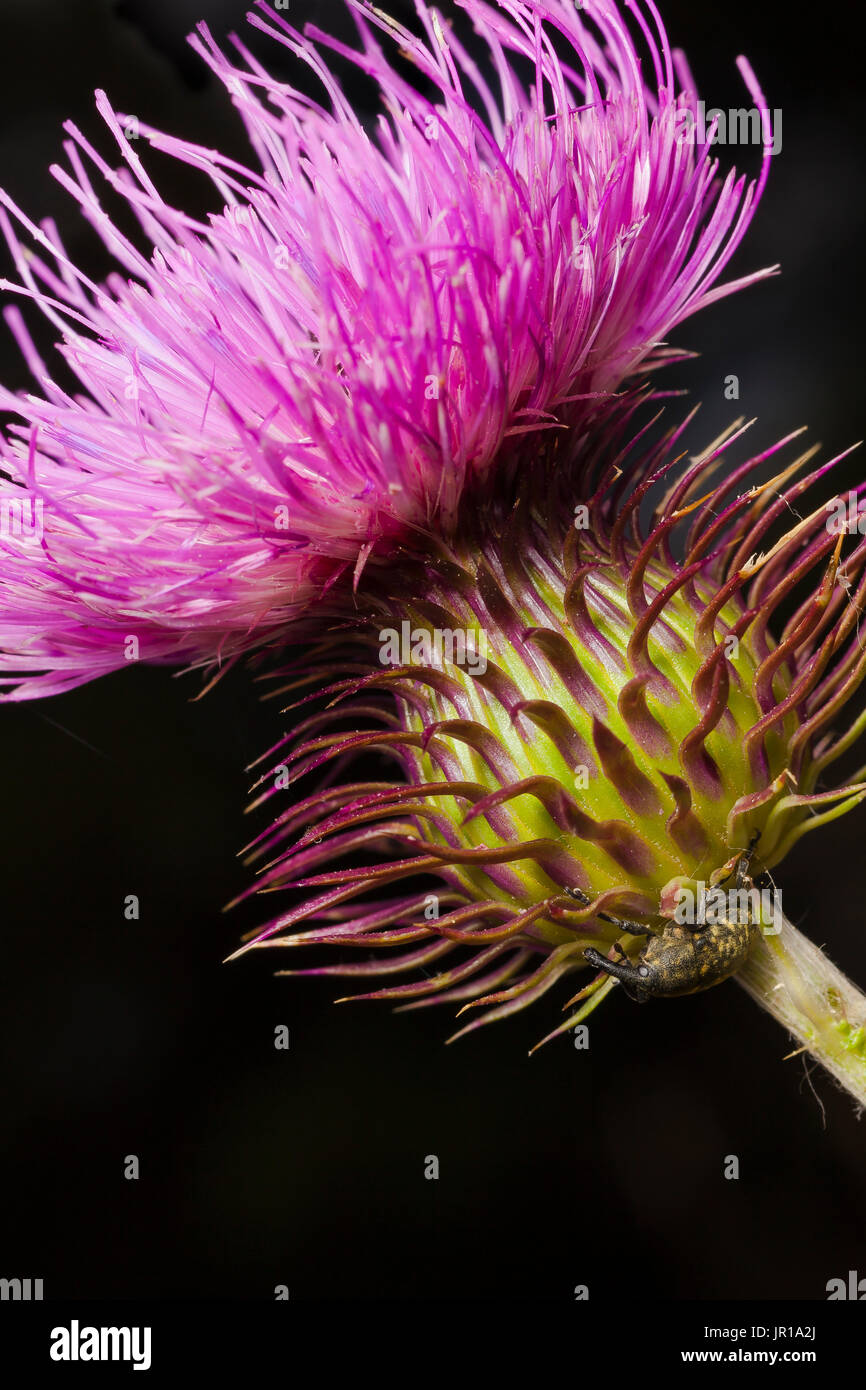 Thistle weevil (Larinus turbinatus) climbing to its host plant, France ...