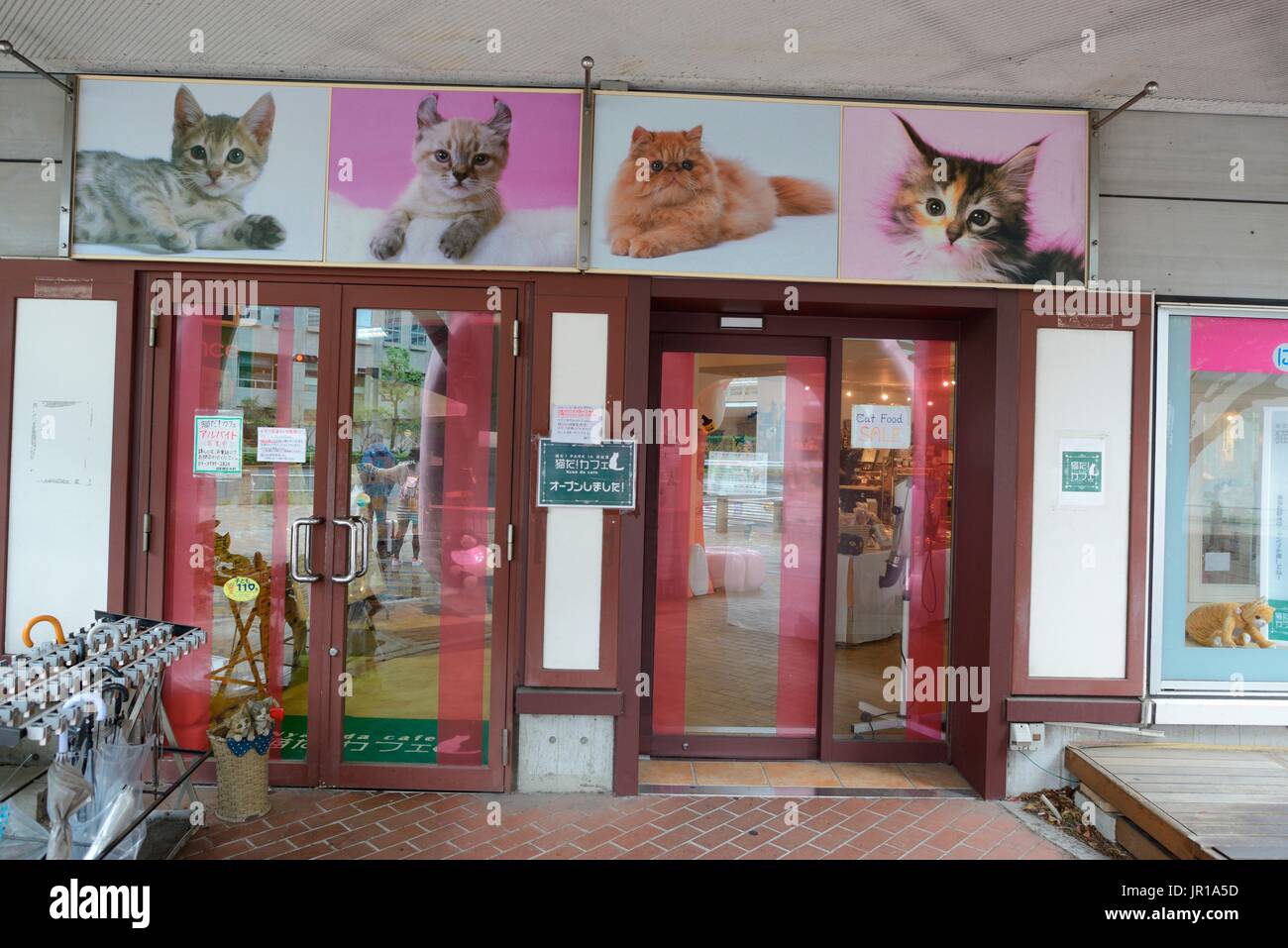 Neko cafe, Odaibe, Tokyo, Japan Stock Photo - Alamy